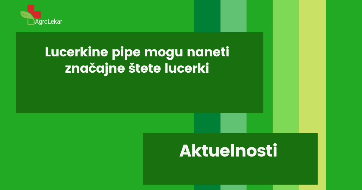LUCERKINE PIPE MOGU NANETI ZNAČAJNE ŠTETE LUCERKI - AgroLekar
