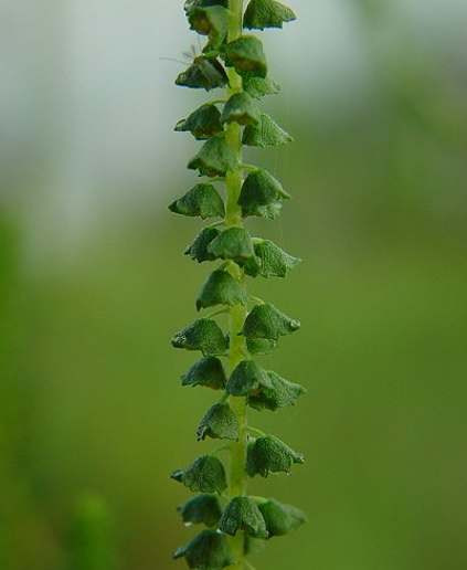 AMBROZIJA - KOROV OPASAN PO ZDRAVLJE LJUDI - AgroLekar