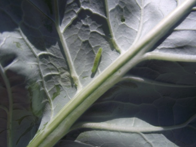 KUPUSNI MOLJAC – ZNAČAJNA ŠTETOČINA KUPUSNJAČA - AgroLekar