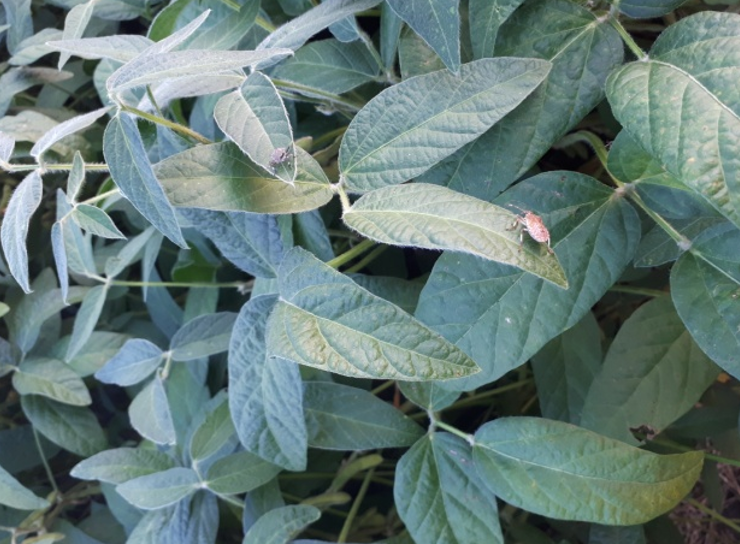 SOJA AKTUELNE ŠTETOČINE - AgroLekar - stenice, nimfa