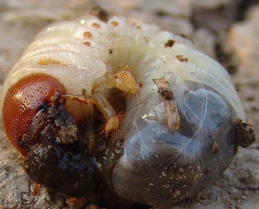 ZEMLJIŠNE ŠTETOČINE UVEK AKTUELNE U PROLEĆE - AgroLekar
