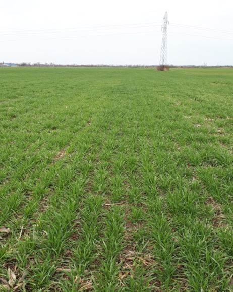 OZIMA STRNA ŽITA U REGIONU SOMBOR - STANJE NA TERENU - AgroLekar