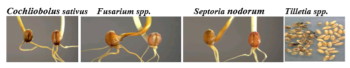 SETVA PŠENICE SA „TAVANA“ - MOŽE DA UGROZI PROIZVODNJU!!!