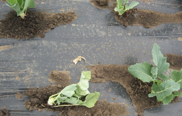 KUPUSNA MUVA (Phorbia brassicae) - opasna štetočina u proizvodnji ...