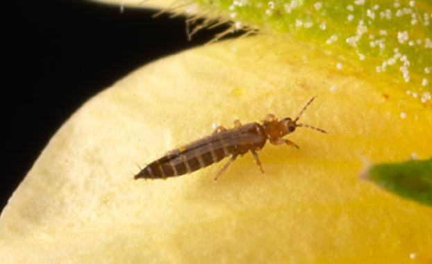 TRIPS ZNAČAJNA ŠTETOČINA U PROIZVODNJI POVRĆA - AgroLekar