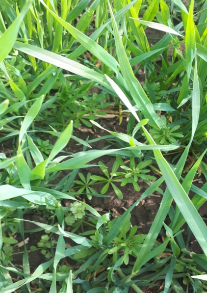 STRNA ŽITA - BLAGA ZIMA KOROVA MNOGO!!! - AgroLekar