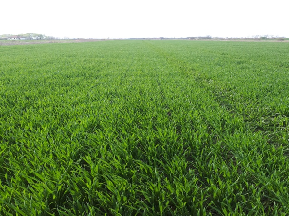 STRNA ŽITA - BLAGA ZIMA KOROVA MNOGO!!! - AgroLekar