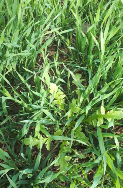 STRNA ŽITA - BLAGA ZIMA KOROVA MNOGO!!! - AgroLekar