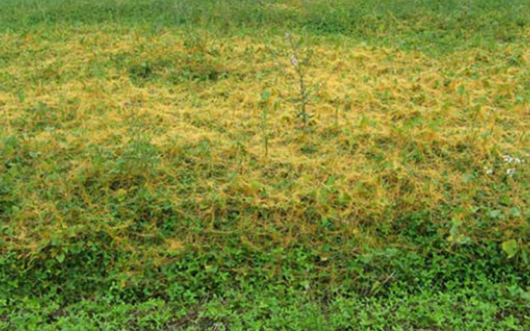 LUCERKA - SETVA I VILINA KOSICA!!! - AgroLekar