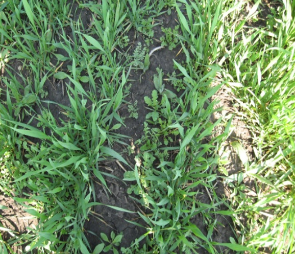 STRNA ŽITA - SUZBIJANJE KOROVA VAŽNO! - AgroLekar